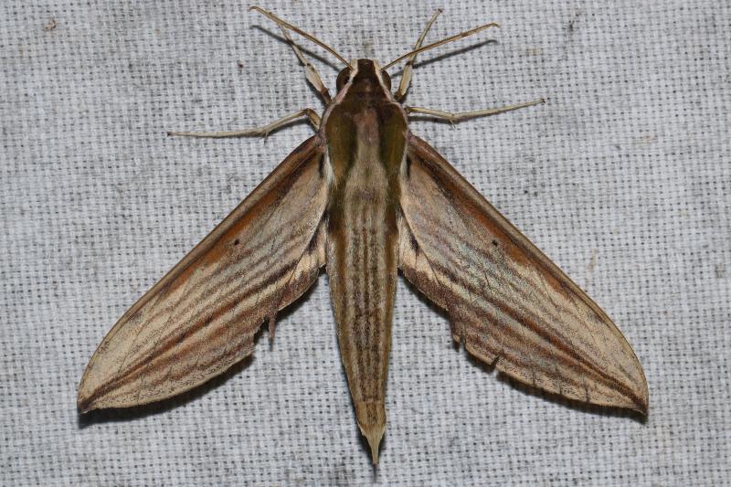 Cechetra lineosa | Moths