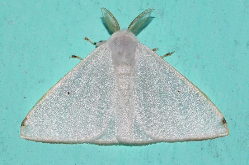 Arctornis spp. | Moths