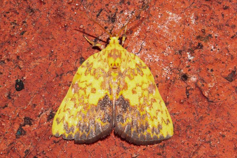 Siglophora ferreilutea | Moths