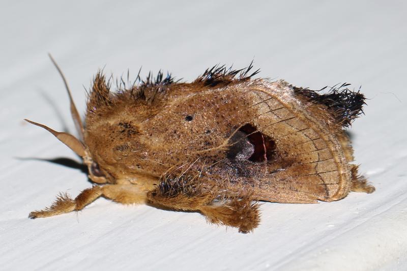 Squamosa ocellata | Moths