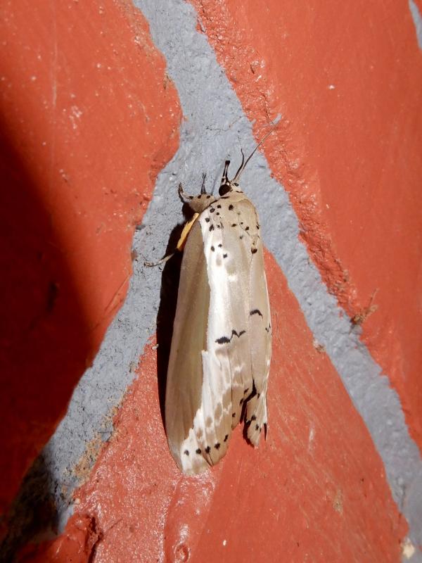 Eligma narcissus | Moths