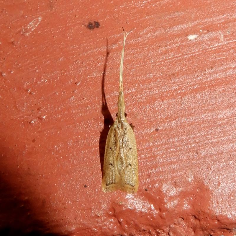 Lecithoceridae-genera spp. | Moths