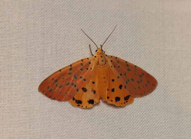 Argina astrea | Moths