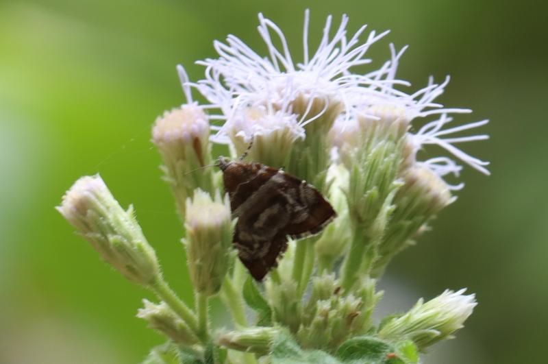 Choreutis spp. | Moths