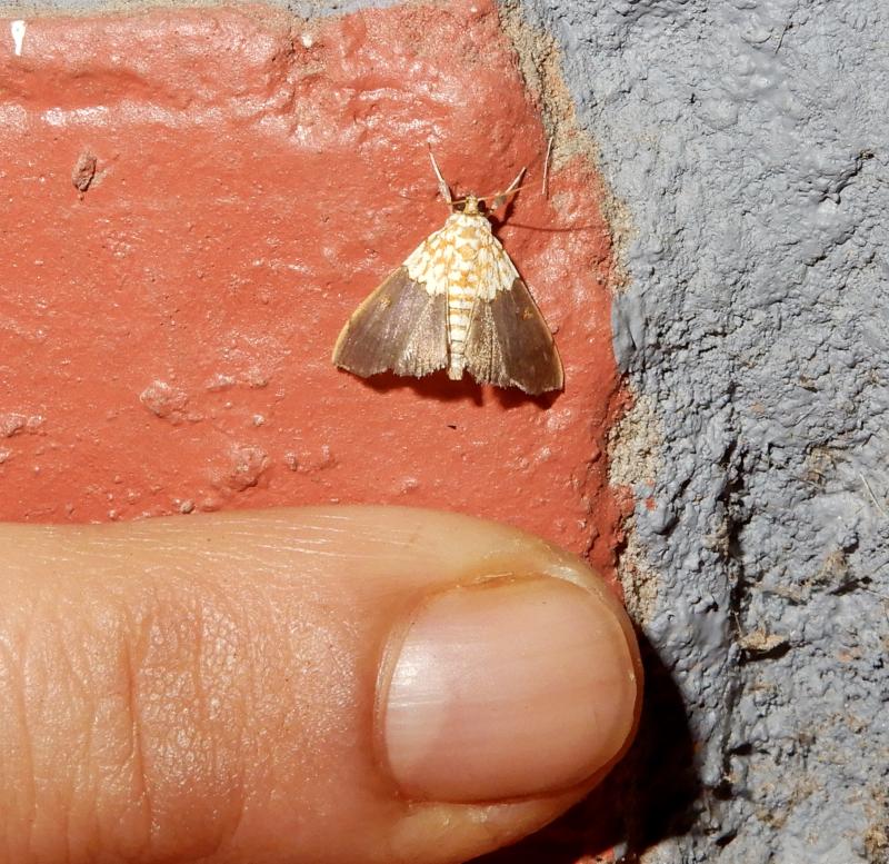 Agrotera basinotata | Moths