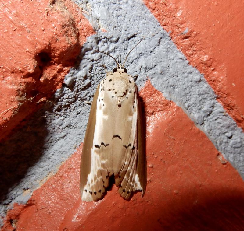 Eligma narcissus | Moths