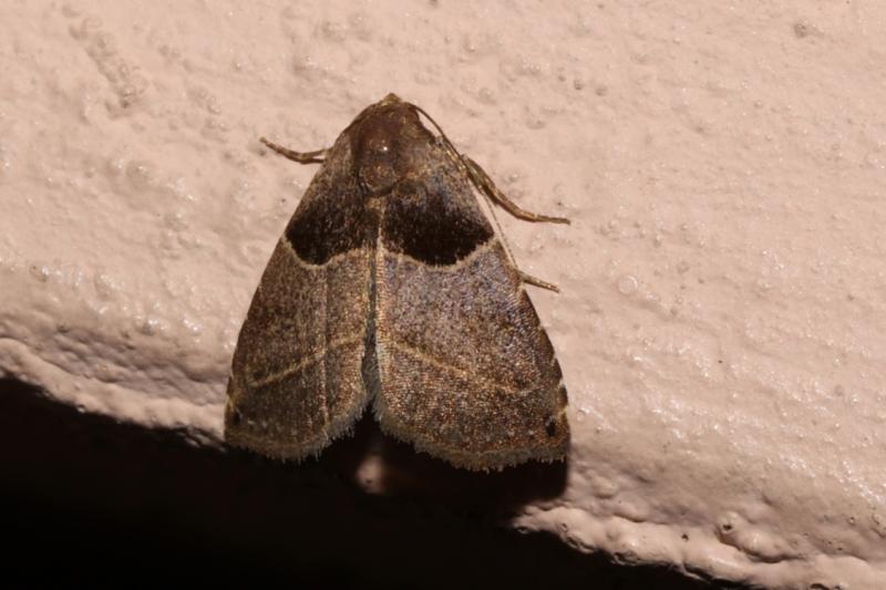 Rivula basalis | Moths