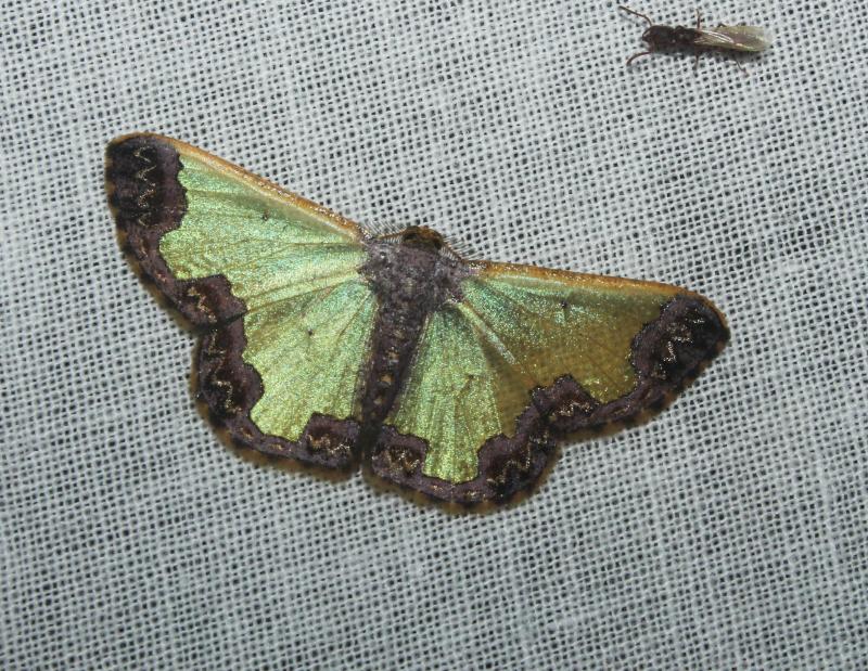 Zamarada spp. | Moths