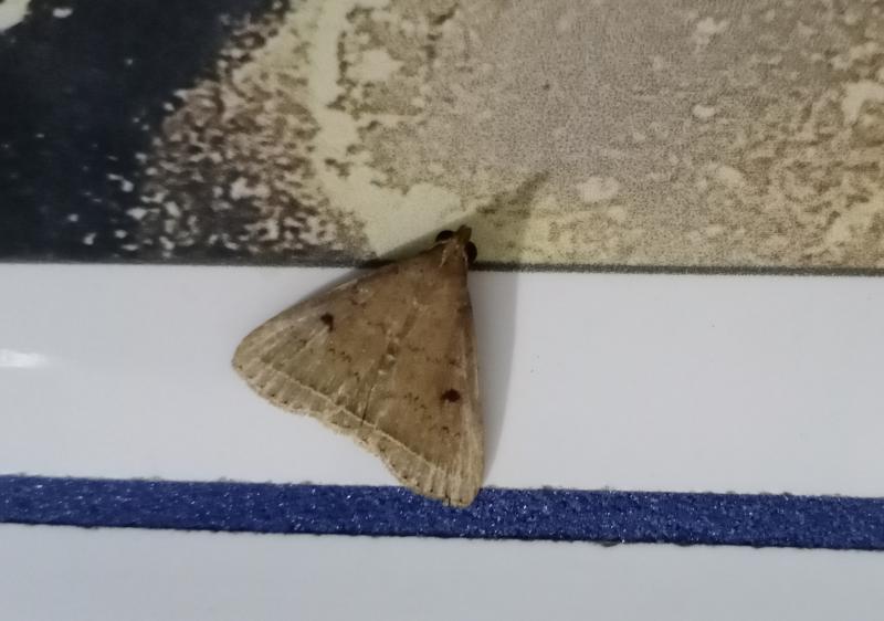 Simplicia spp. | Moths