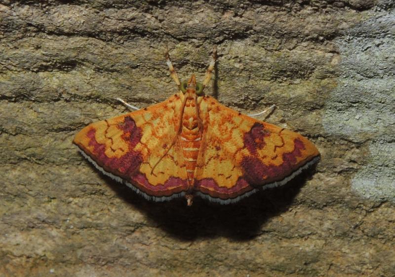 Isocentris filalis | Moths