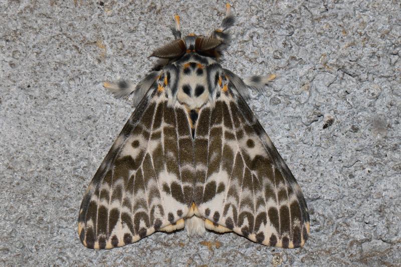 Lymantria mathura | Moths