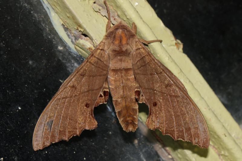 Marumba spp. | Moths