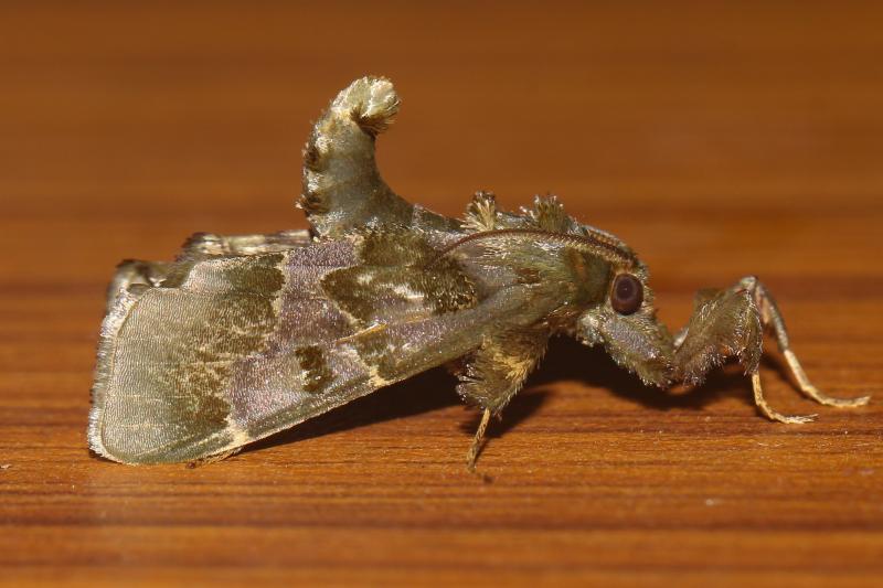 Sacada spp. | Moths