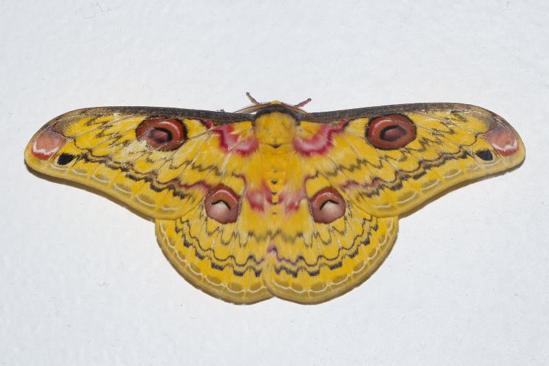 Loepa spp. | Moths