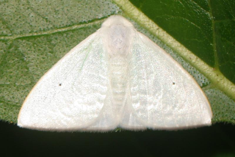 Arctornis spp. | Moths