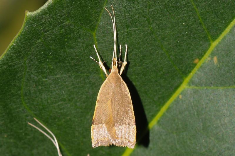 Lecithoceridae-genera spp. | Moths