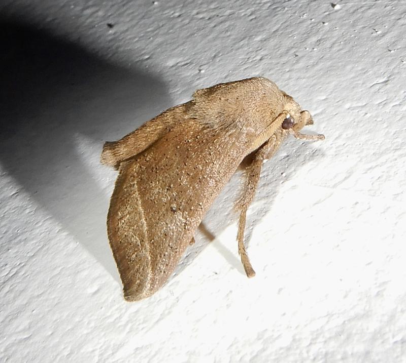 Hindothosea cervina | Moths