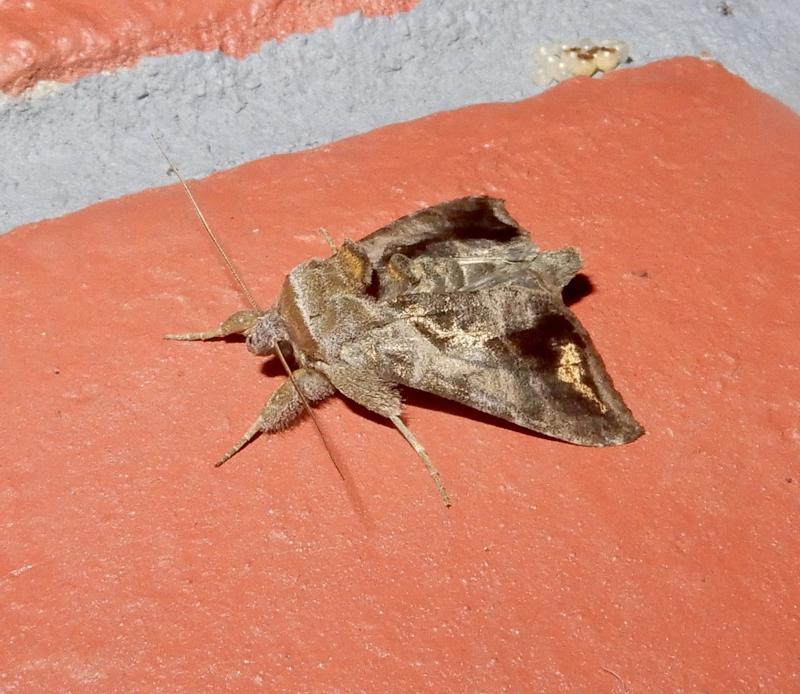 Anadevidia peponis | Moths