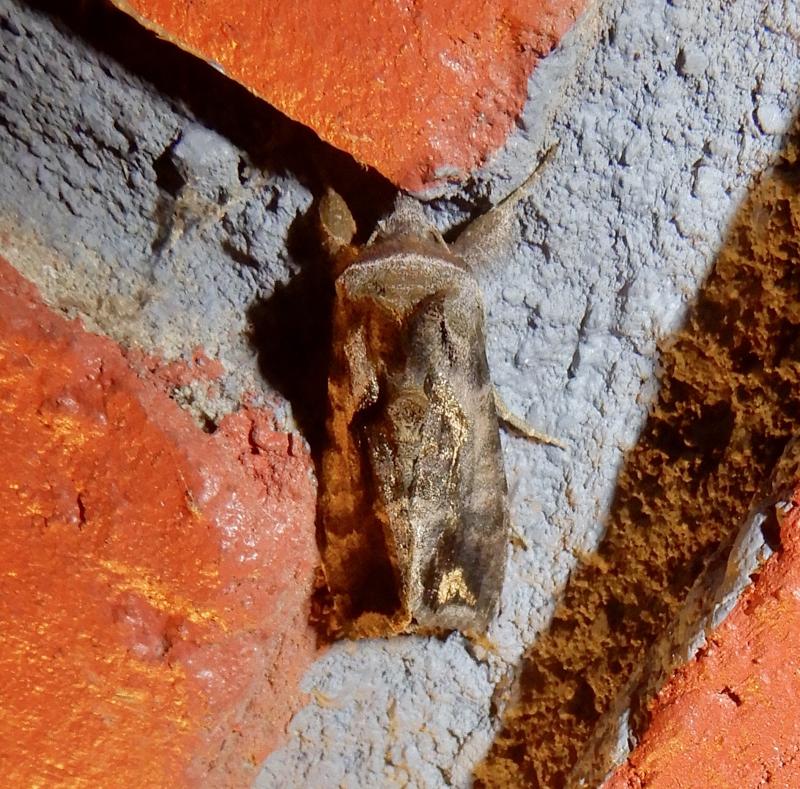 Anadevidia peponis | Moths