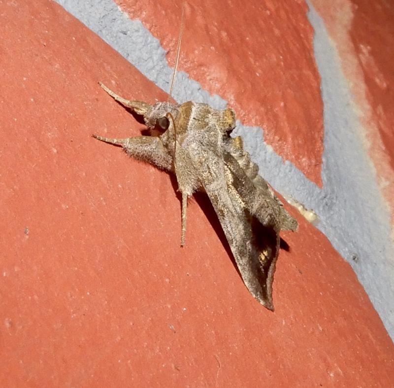 Anadevidia peponis | Moths