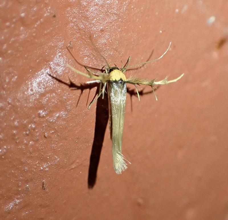 Stathmopoda spp. | Moths