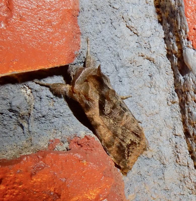 Anadevidia peponis | Moths