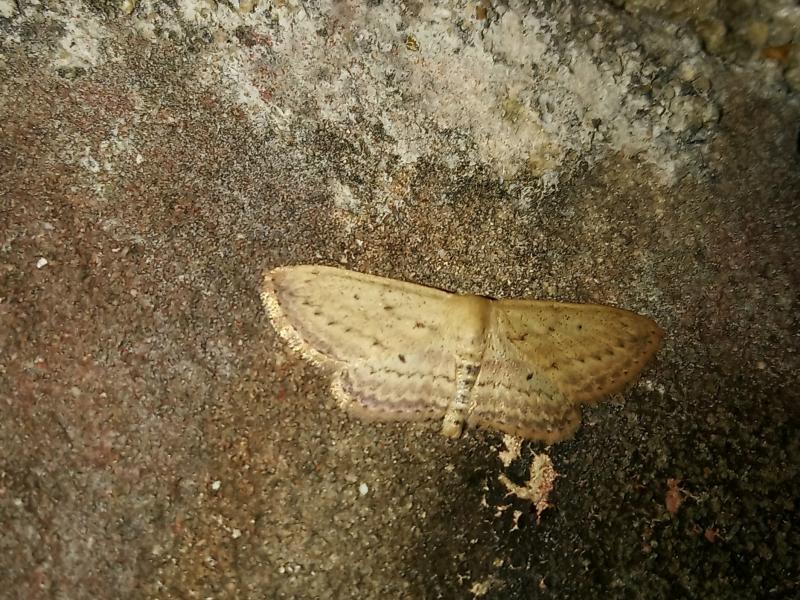 Scopula spp. | Moths