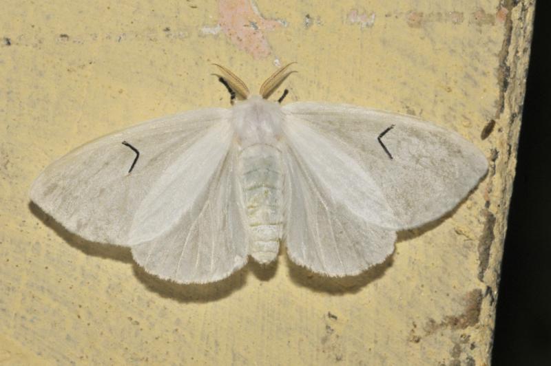 Arctornis l-nigrum | Moths