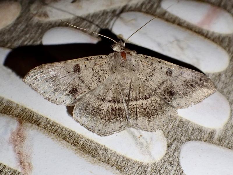 Ericeia spp. | Moths