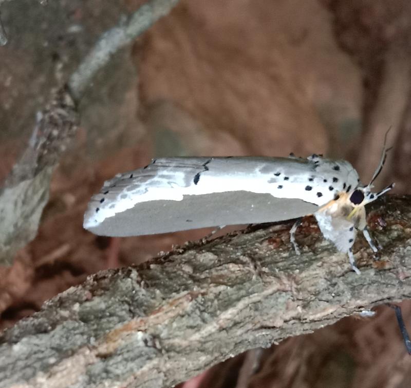 Eligma narcissus | Moths
