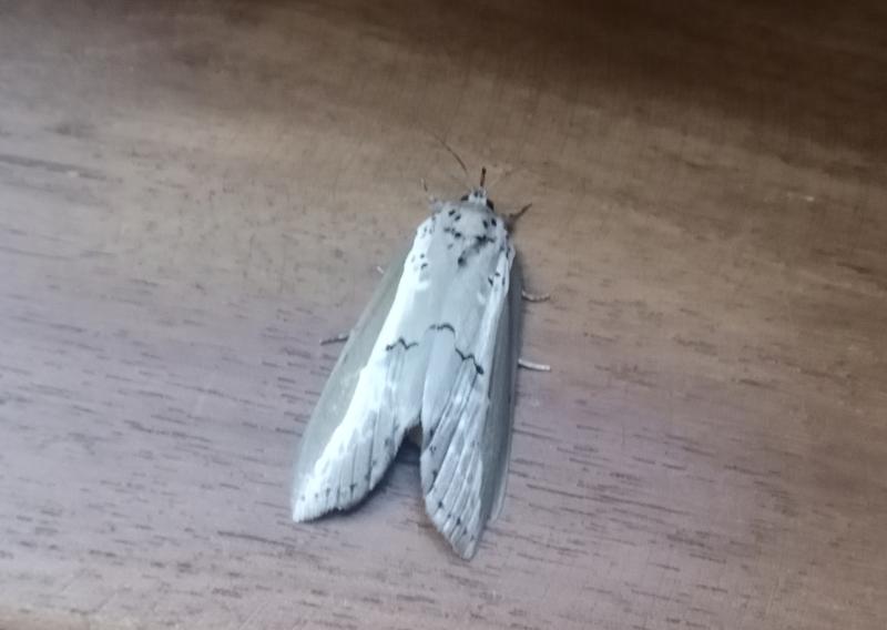 Eligma narcissus | Moths