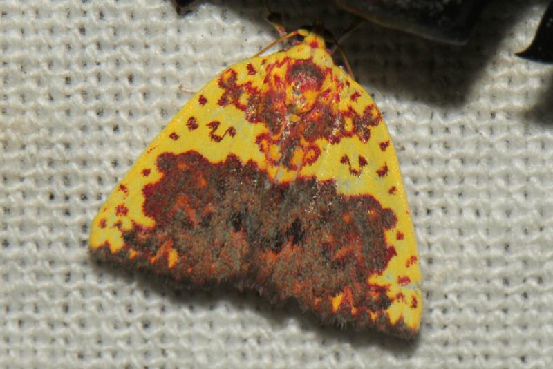 Siglophora sanguinolenta | Moths