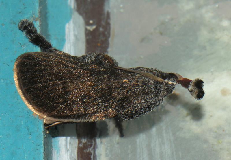 Scopelodes venosa venosa | Moths