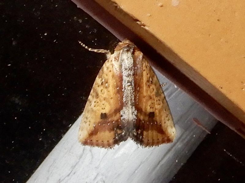 Bagada spicea | Moths