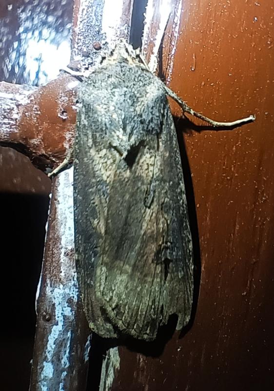 Agrotis spp. | Moths
