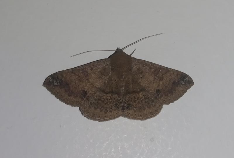 Ericeia spp. | Moths