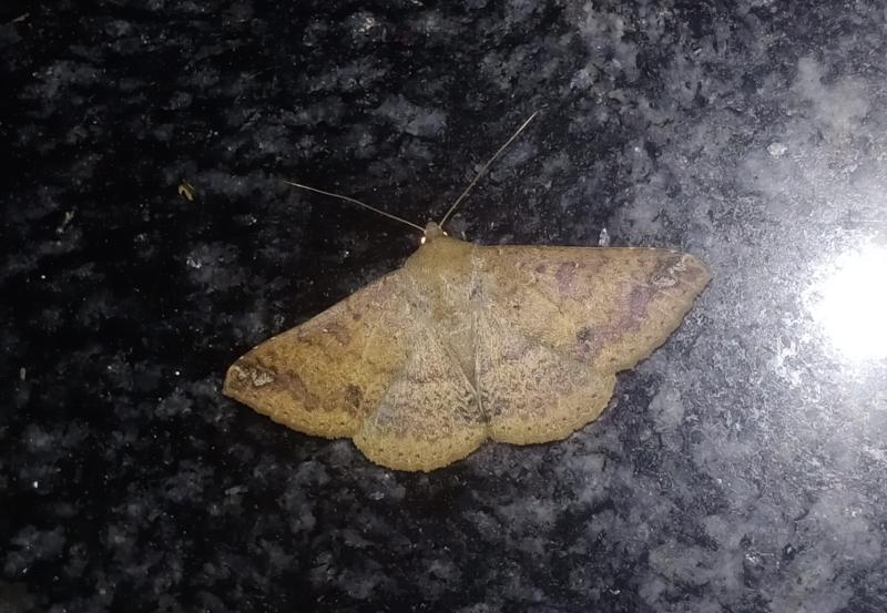 Ericeia spp. | Moths