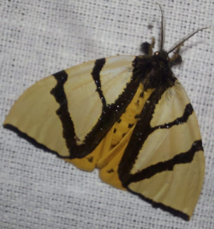 Numenes siletti | Moths