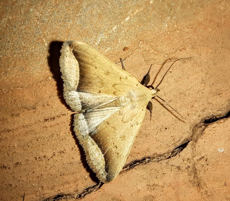 Simplicia spp. | Moths