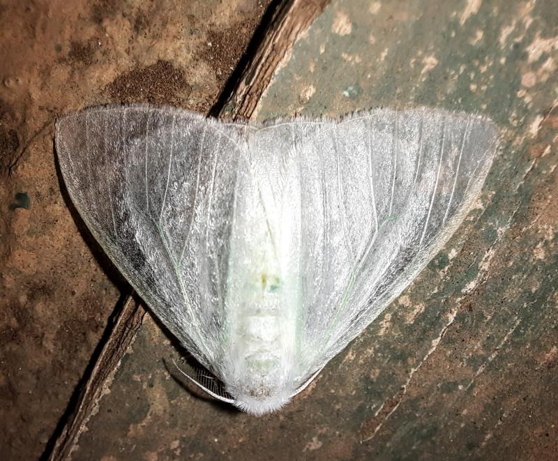 Arctornis spp. | Moths