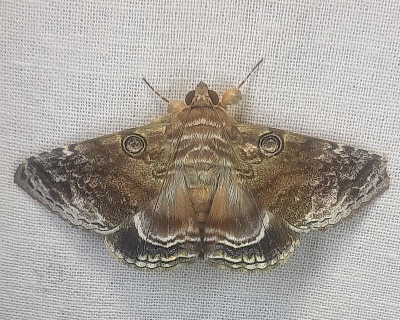 Cyclodes omma | Moths