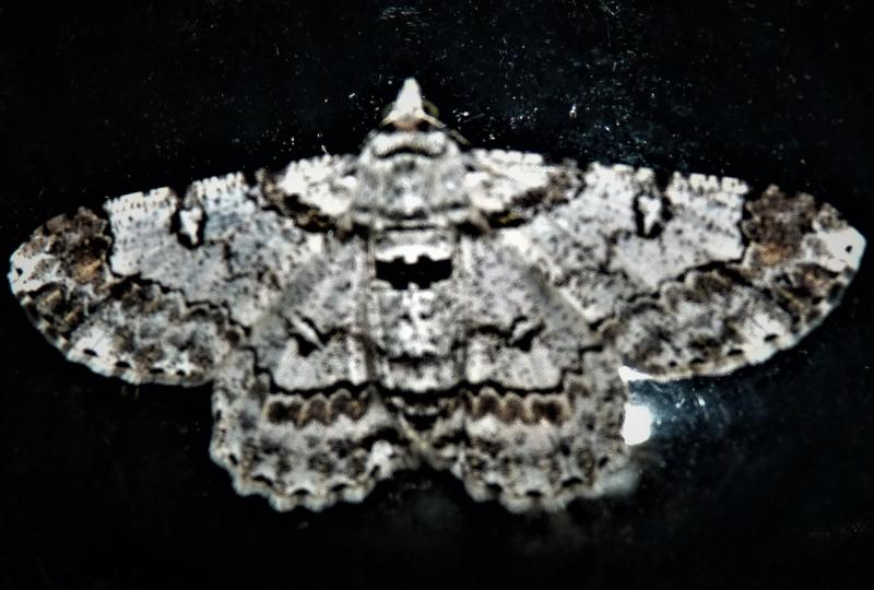 Cleora alienaria | Moths
