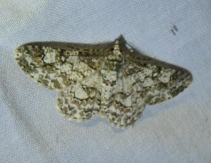 Cleora alienaria | Moths