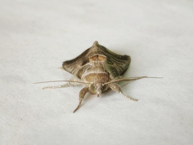 Anadevidia peponis | Moths