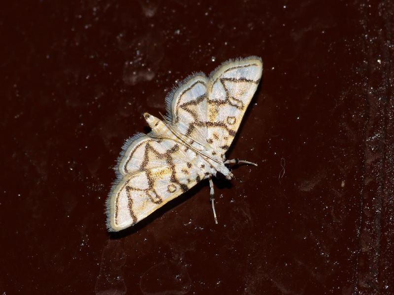 Elophila scitalis | Moths