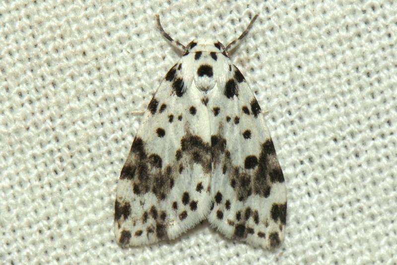 Aemene maculifascia | Moths
