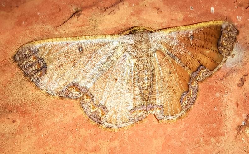 Zamarada spp. | Moths