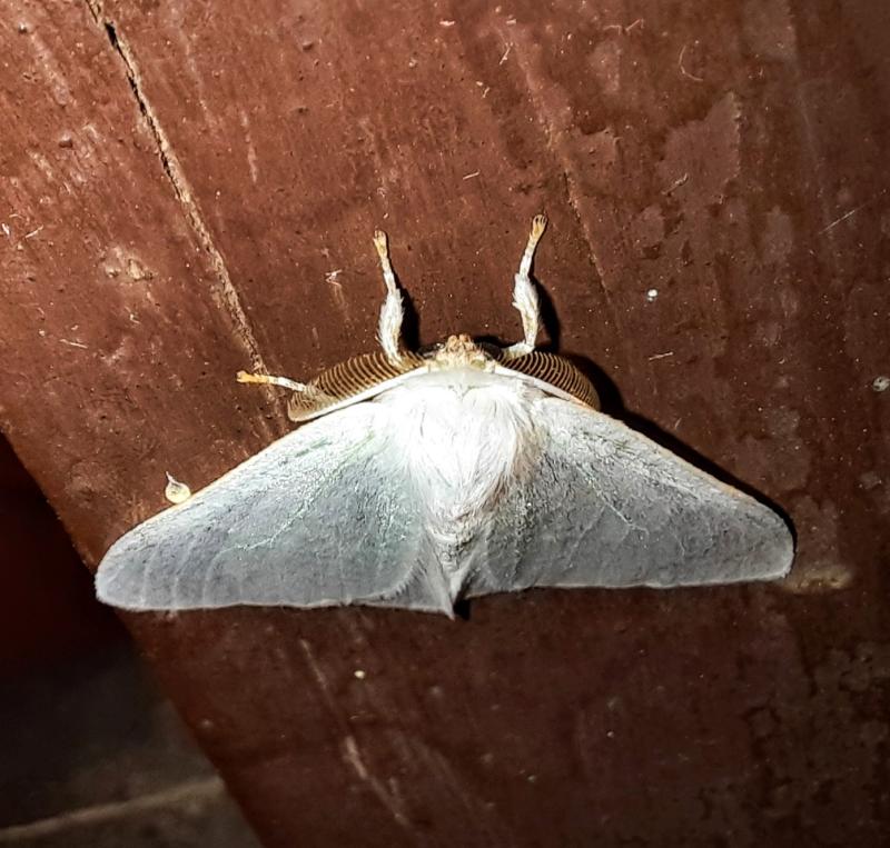 Arctornis spp. | Moths