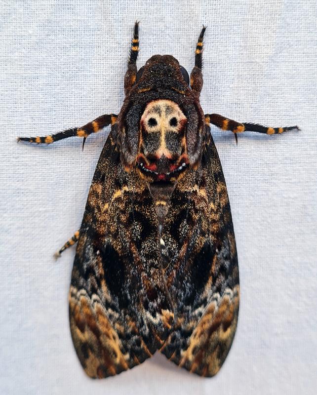 Acherontia lachesis | Moths