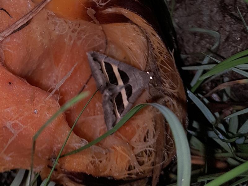 Grammodes geometrica | Moths